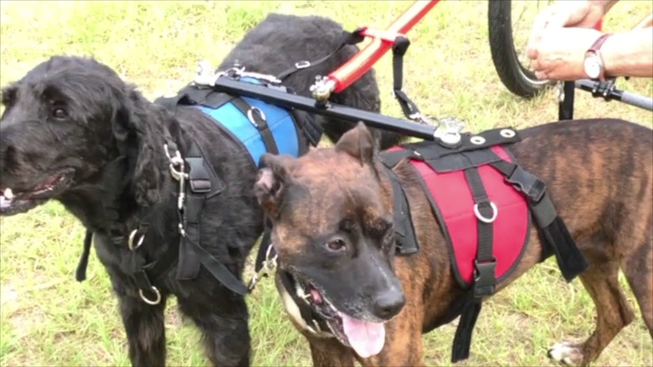 Hitch the Dogs to Sulky - YouTube