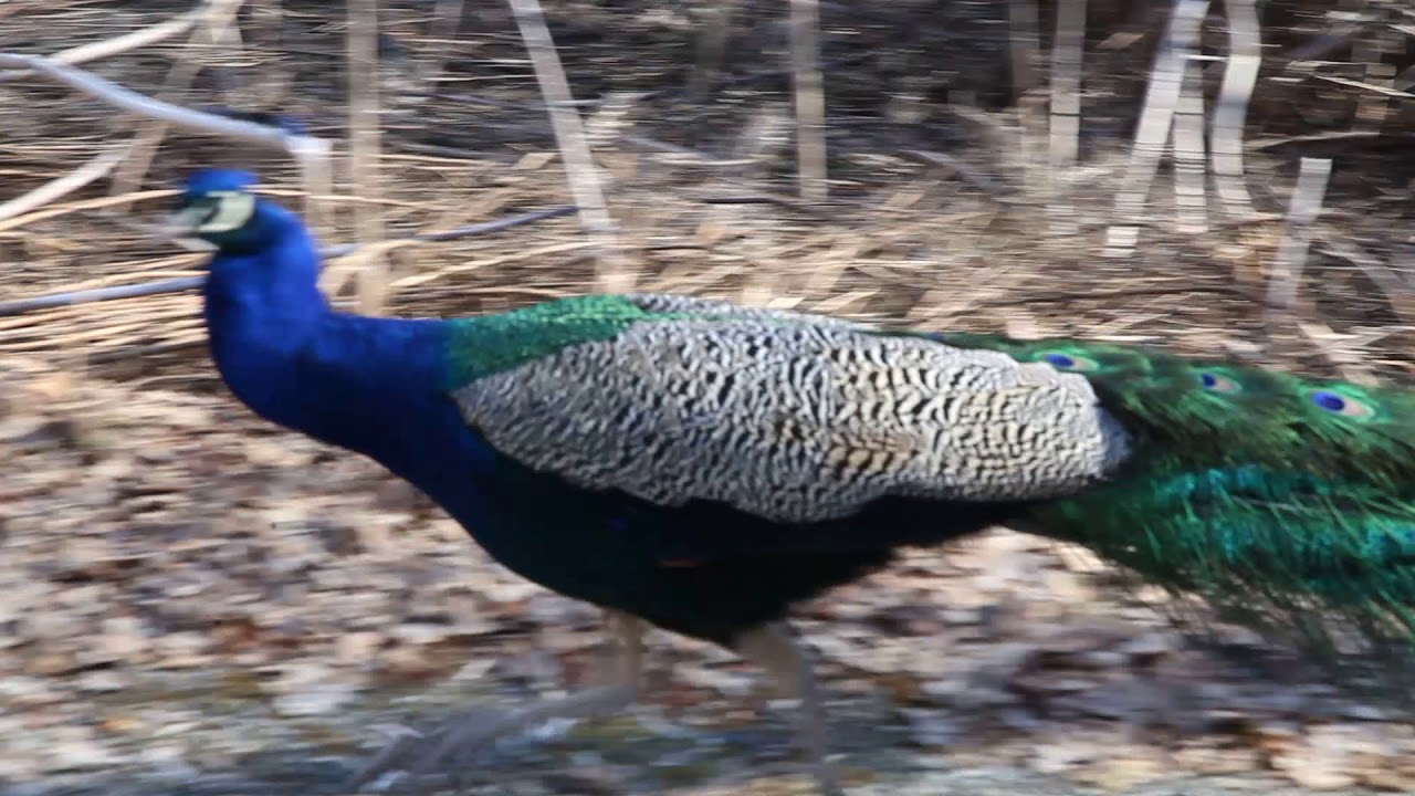 Peacock Indian Vally in Alaska - YouTube