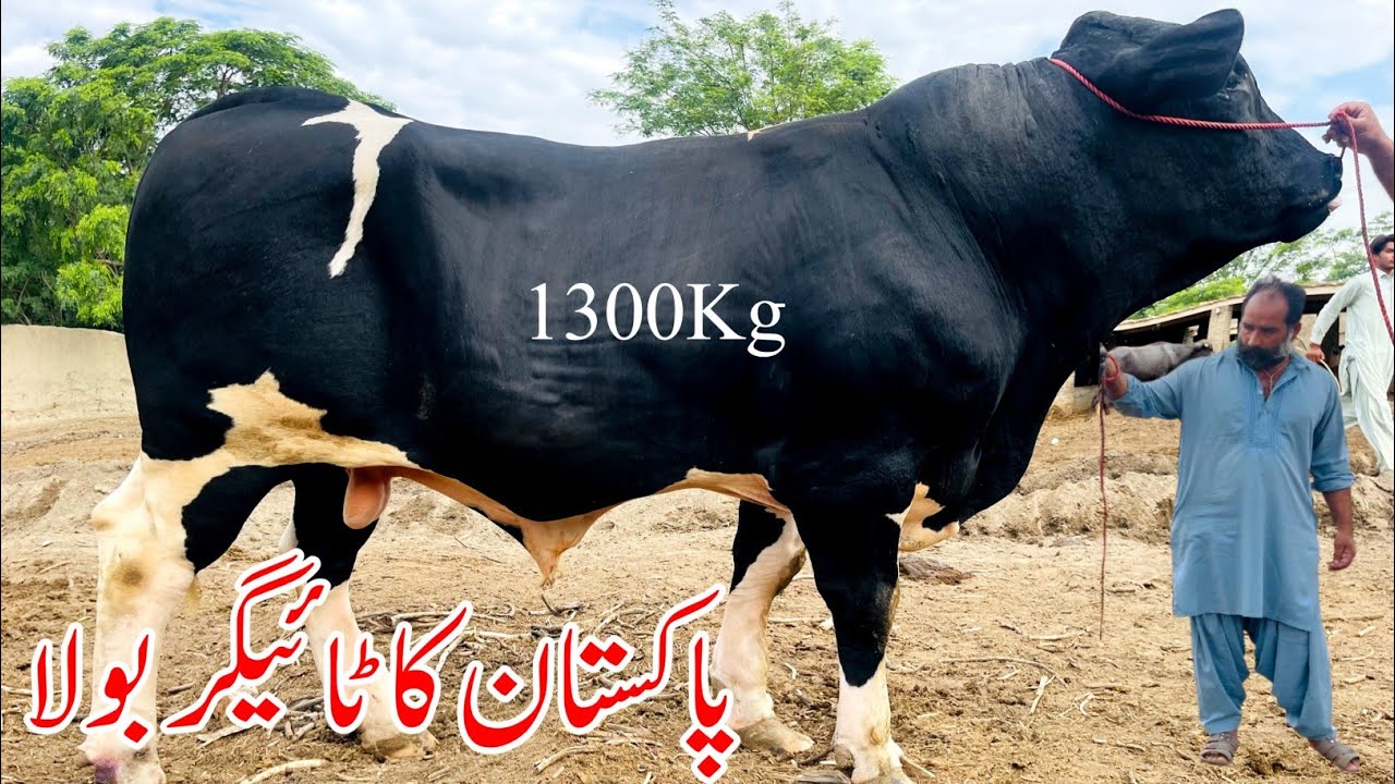 Pakistan ka tiger Bull | King of Asia 2023 Balik bulls | Biggest star ...
