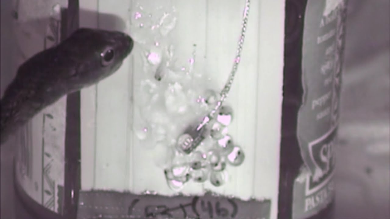 Red-eyed tree frog embryos hatch to escape snake - YouTube