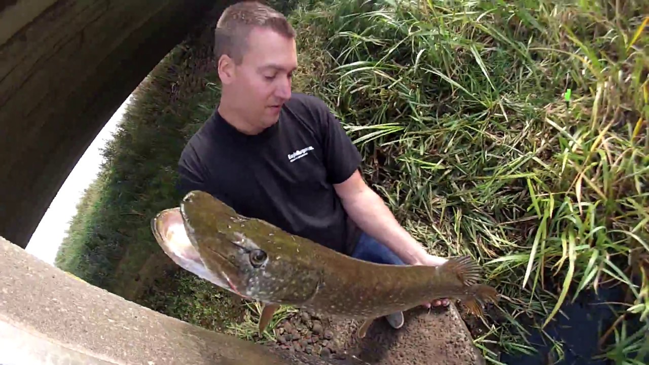 Gedde fiskeri på levende skalle og et par suder på flåd # GoPro POV ...
