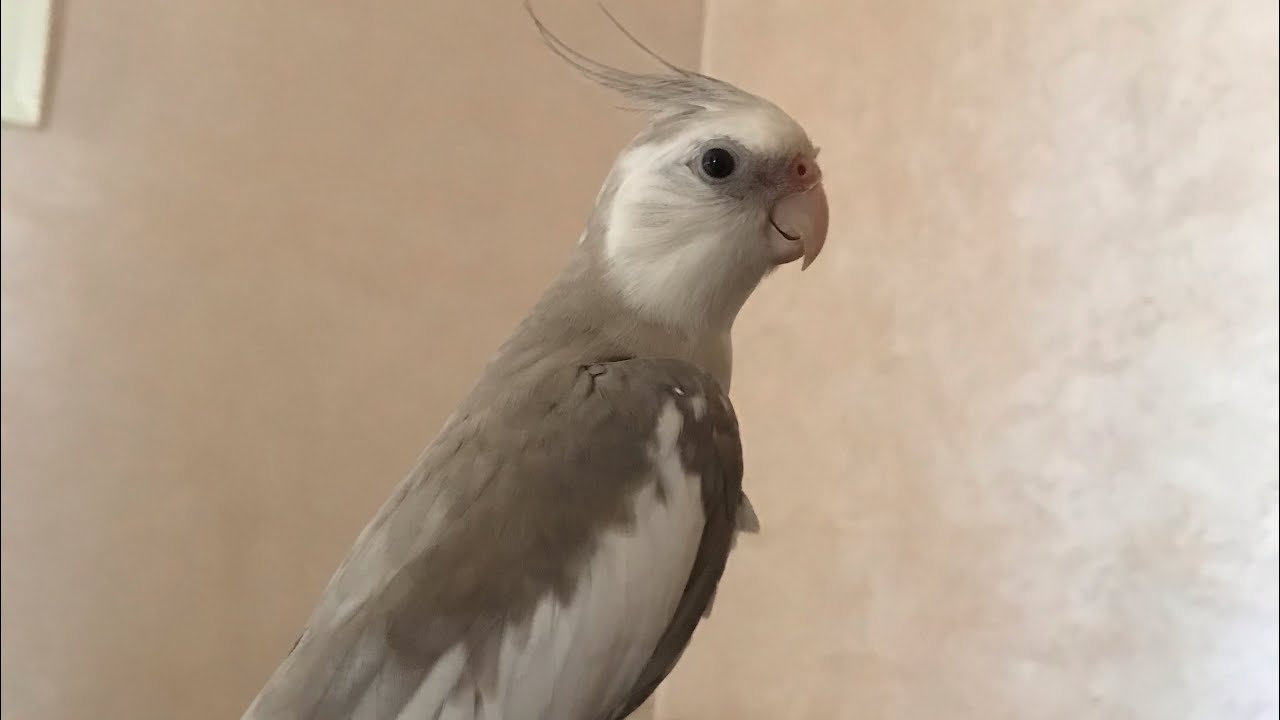 Sad Cockatiel watching female cockatiels video. - YouTube