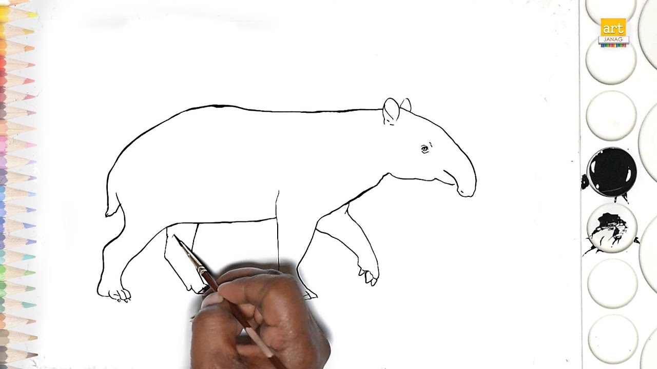 Malayan Tapir Drawing