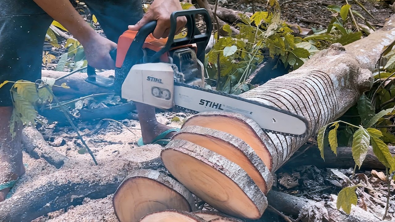 Fastest Baby Chainsaw Cutting Tree Machine Skills: Incredible Cutting ...