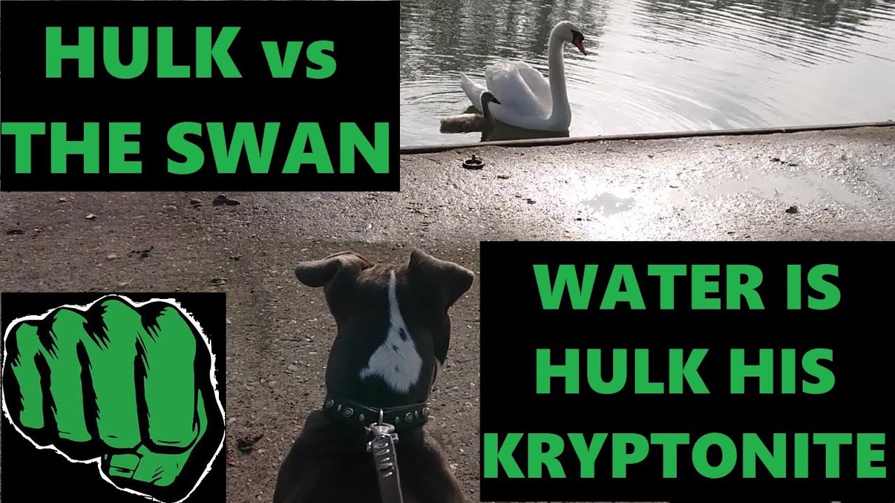 HULK The American Bully Puppy versus his enemy "The Swan" - Water is ...