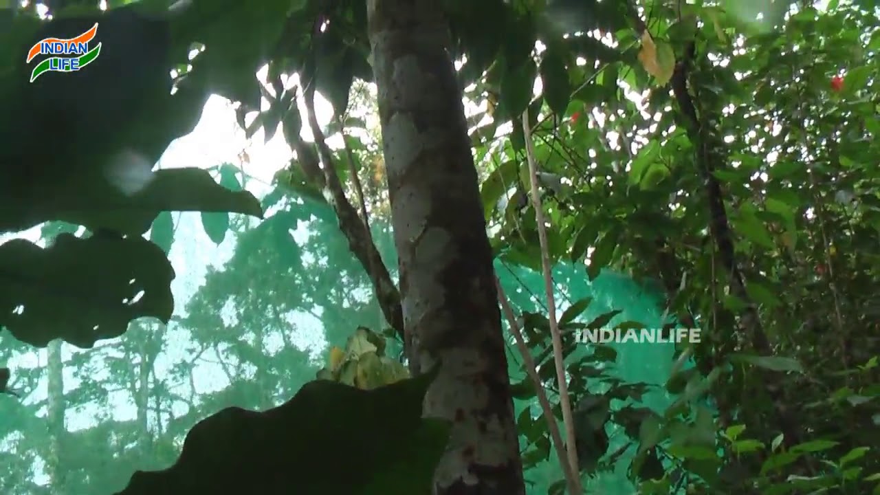 CINNAMON TREE BIRYANI LEAVES - YouTube