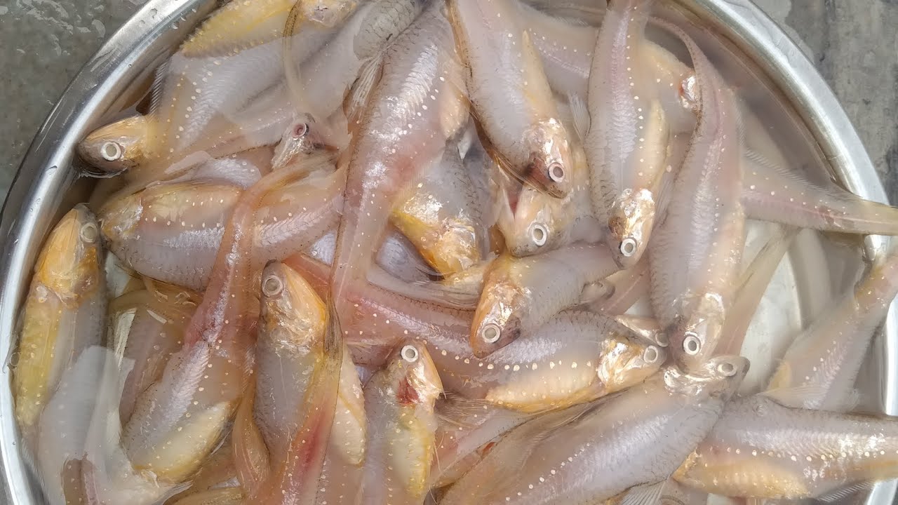 How to make Fish Curry l Mandeli Bombil Fish Curry l Bihari style me ...