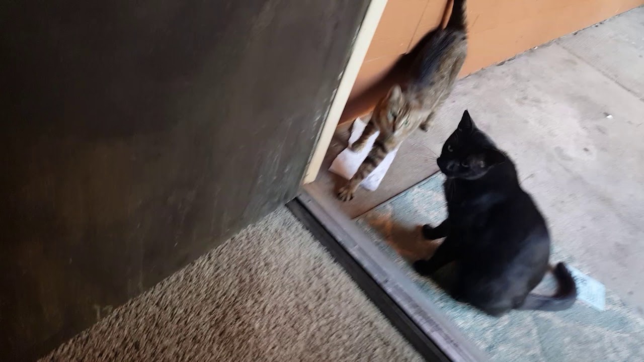 Paper slip stuck on Cats tail - YouTube