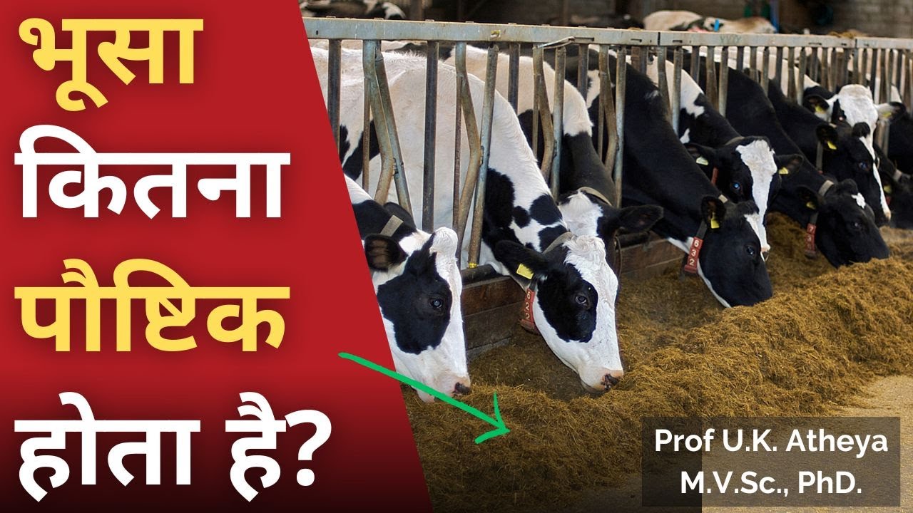 भूसे की पौष्टिक्ता कितनी होती है | Nutritive Value of Bhusa (Straw ...