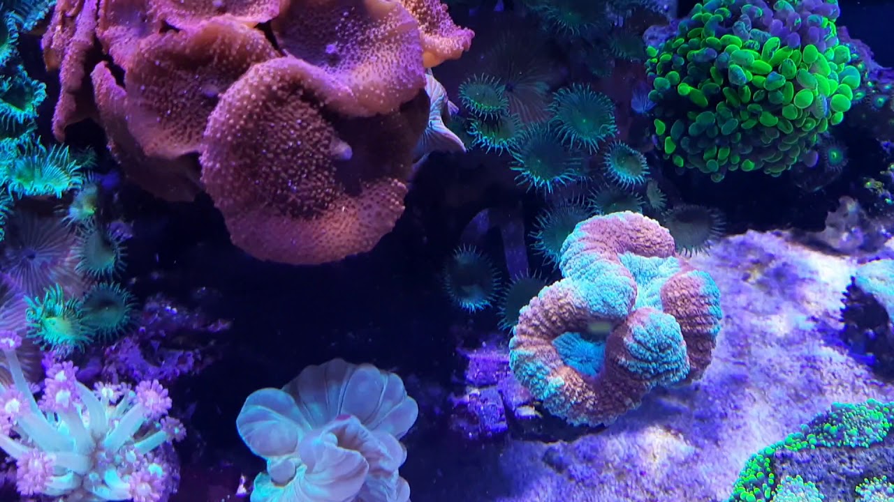 red sea reefer 170 - YouTube