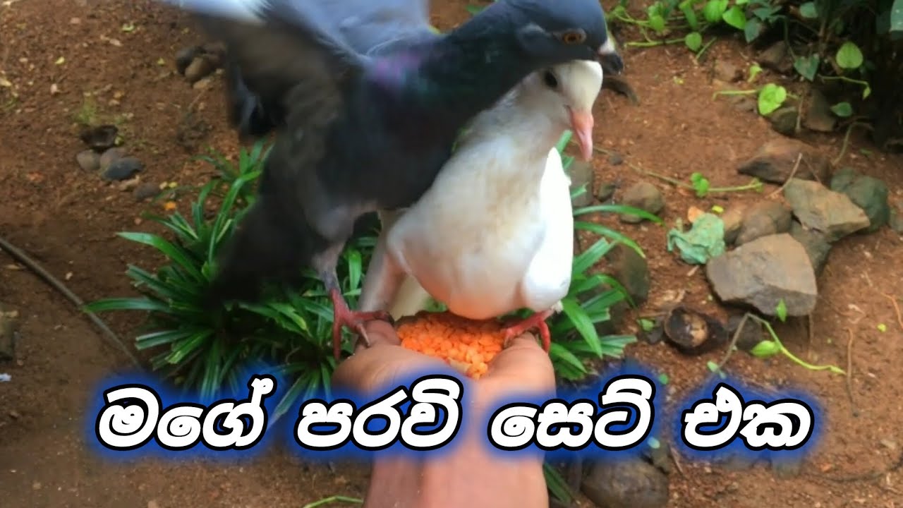 මගේ පරවි සෙට් එක | harshana h senarathne | 2025 - YouTube