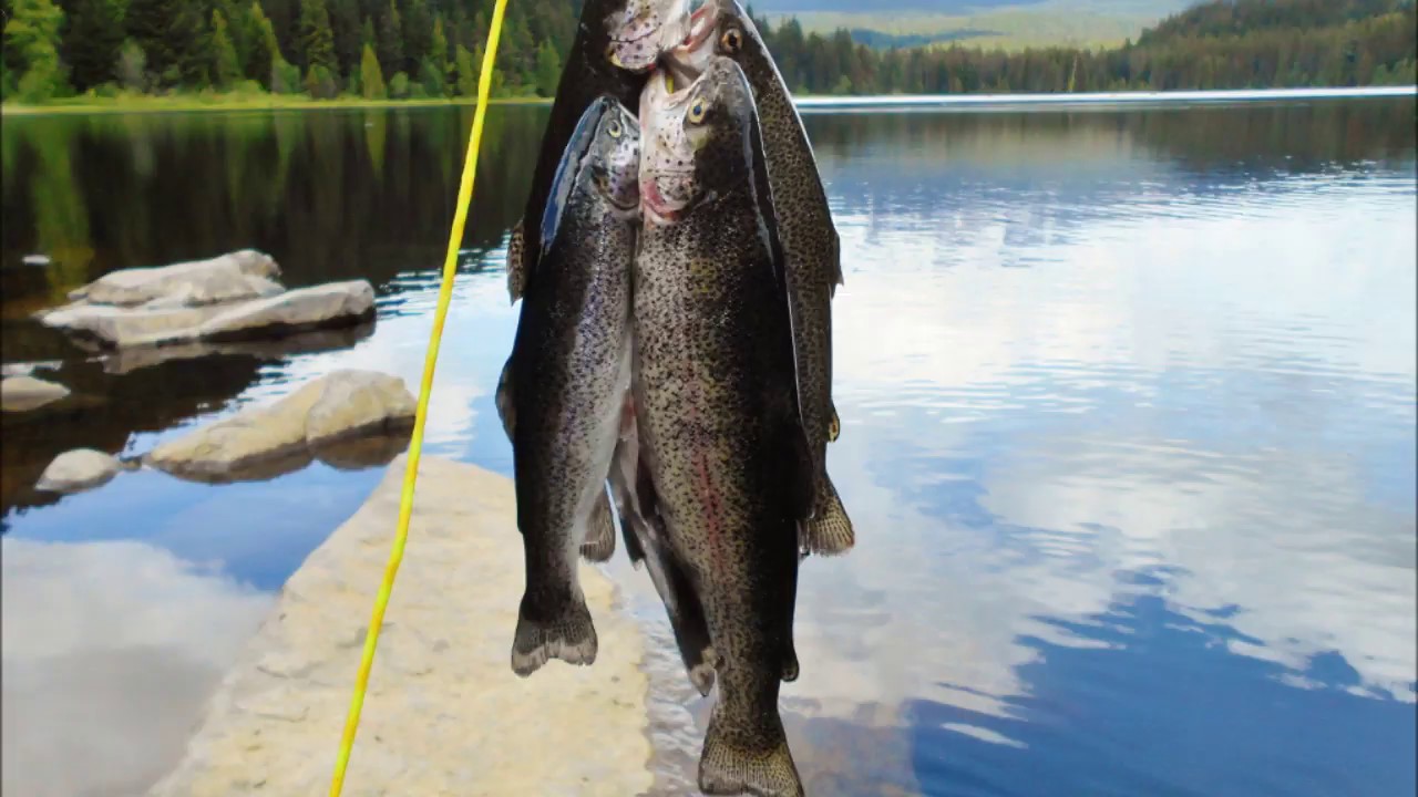 16 INCH RAINBOW TROUT - TRILLIUM LAKE IS GOING OFF - 2020 - YouTube