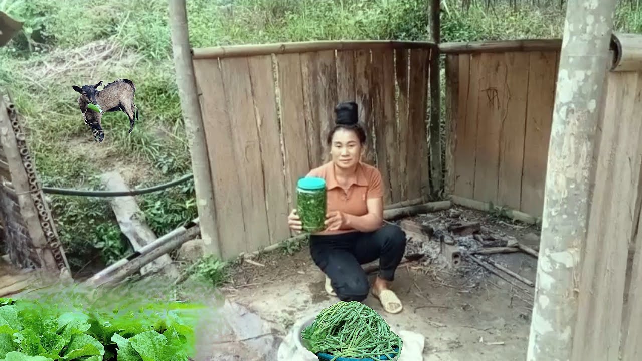 weed and pick greens for pickling | Hoang chieu farm - YouTube