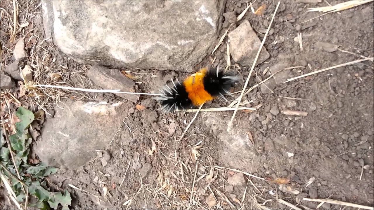Colorful Spiky Bug!!! - YouTube