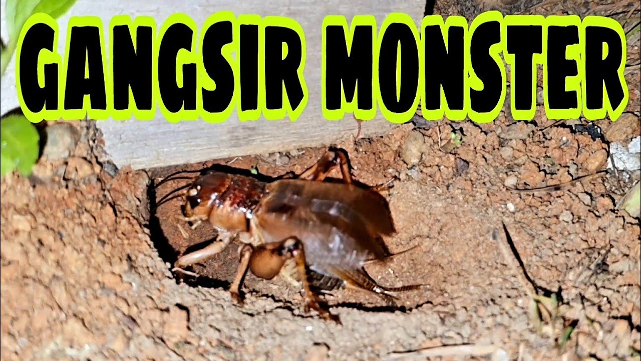 gangsir suara keras - YouTube