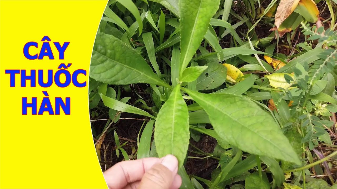 Cây Thuốc Hàn trị bệnh lao phổi - quay theo yêu cầu của bà con - YouTube