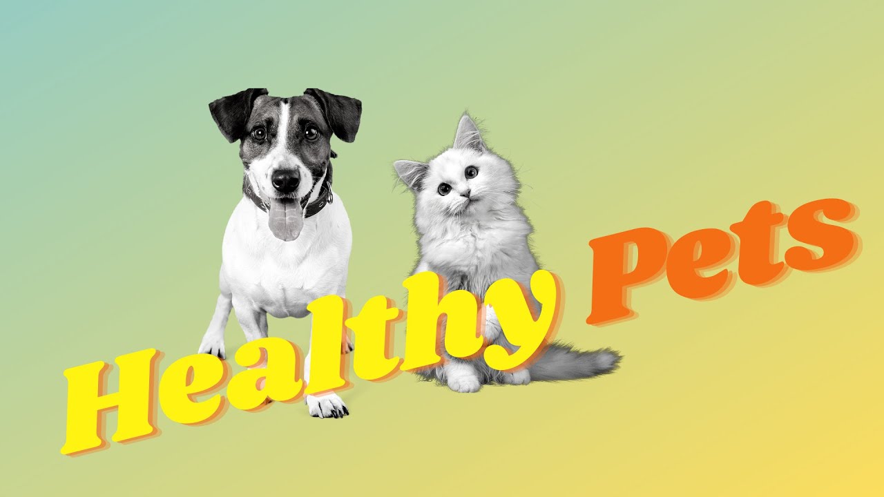 Pet Education - How to Keep Your Pet Healthy 101 - YouTube