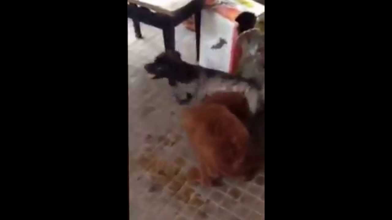 Two dogs are gay :)) - The best funny animals - YouTube