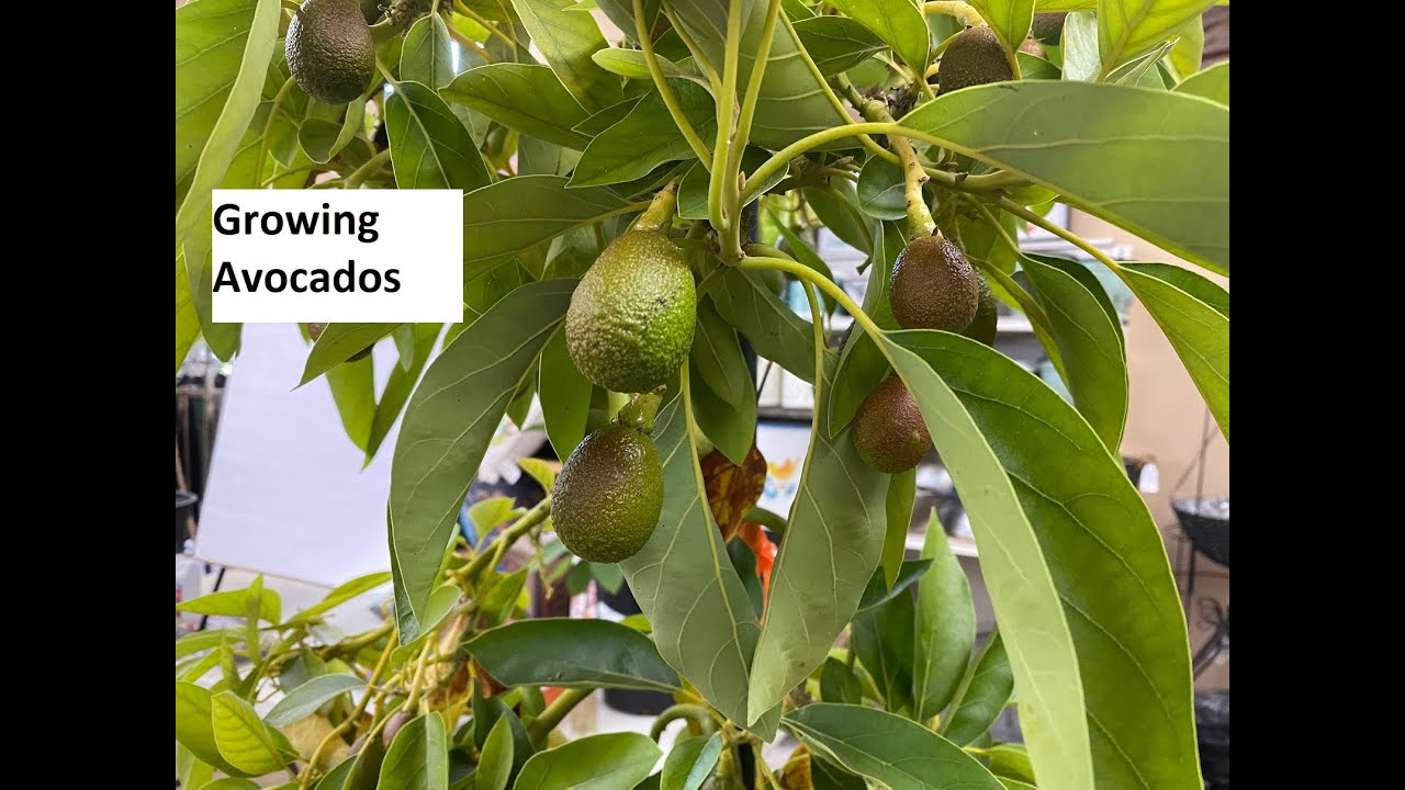 Growing Avocados - YouTube
