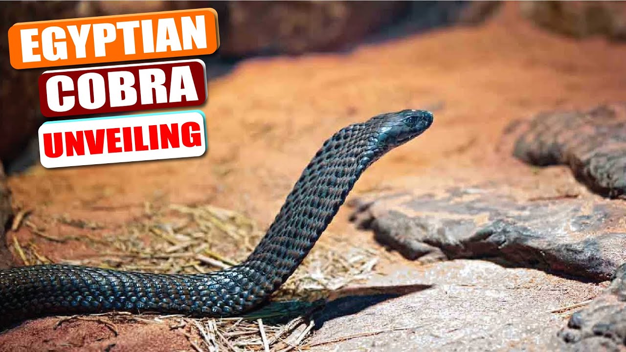 The Egyptian Cobra: Unveiling the Mysteries of a Deadly Serpent - YouTube