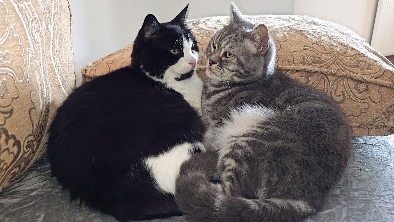 Cute Snuggly Cats - YouTube