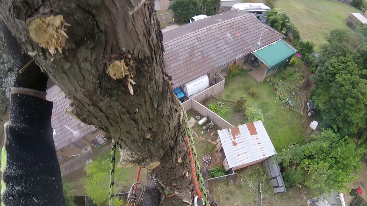 Tree climbing Melbourne, rigging a cypress head down - YouTube