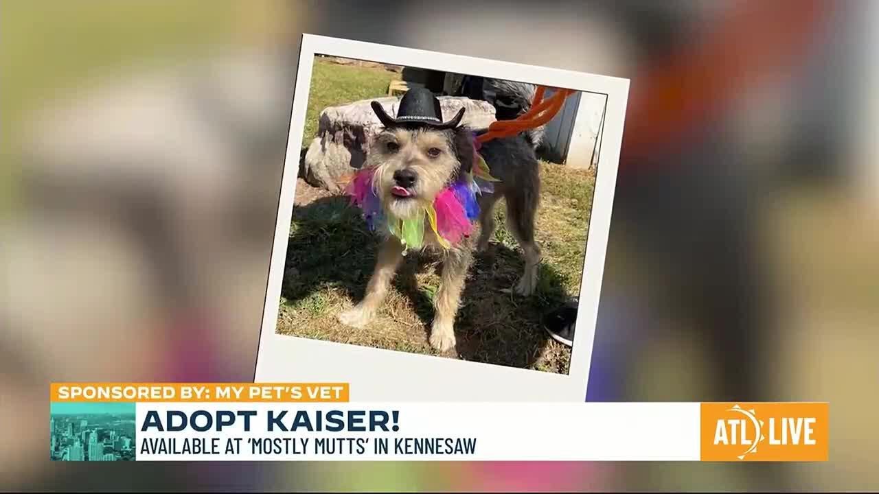 Halloween Pet Safety with Mostly Mutts Animal Rescue - YouTube