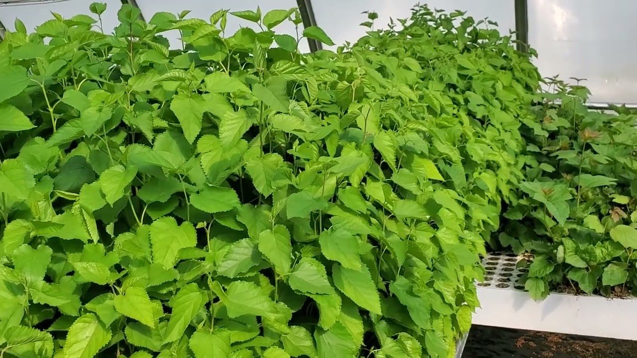 Russian White Mulberry (Morus alba tatarica) seedlings growing at Tree ...