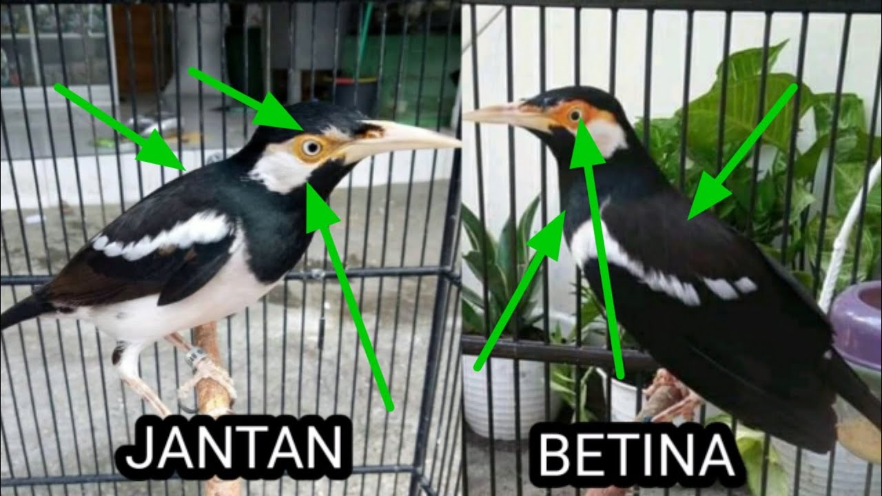 cara mudah membedakan jalak suren jantan betina - YouTube