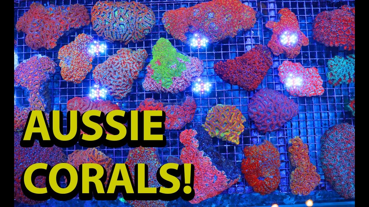 Australian Corals \\ Acans, Scolies, Acropora, Scolies And More From ...