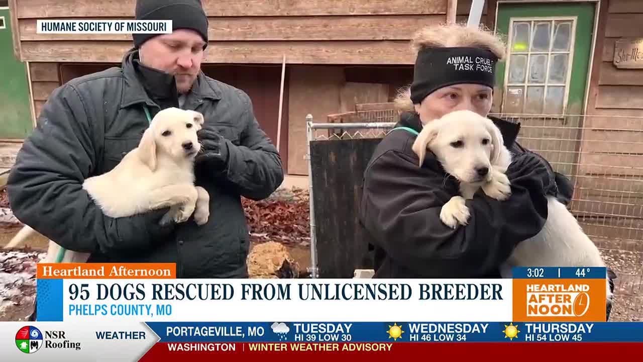 95 dogs rescued from unlicensed breeder - YouTube