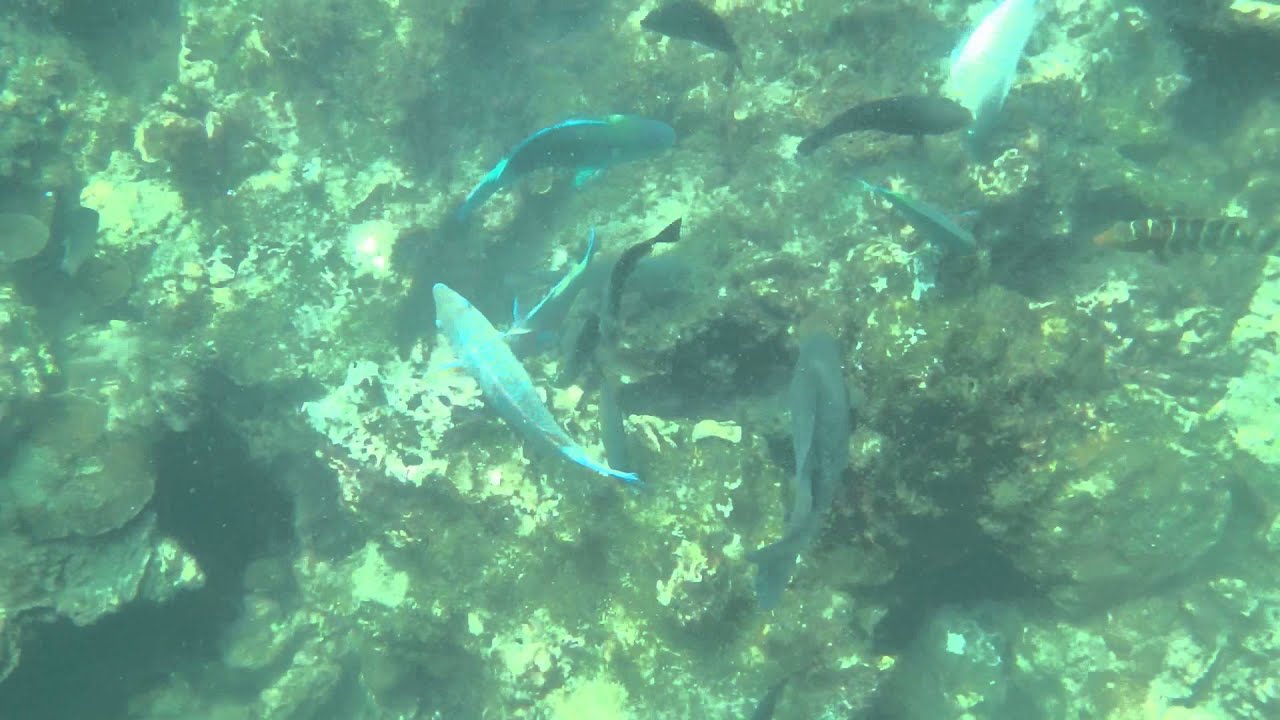 Fish feeding on coral around Koh Lanta - YouTube