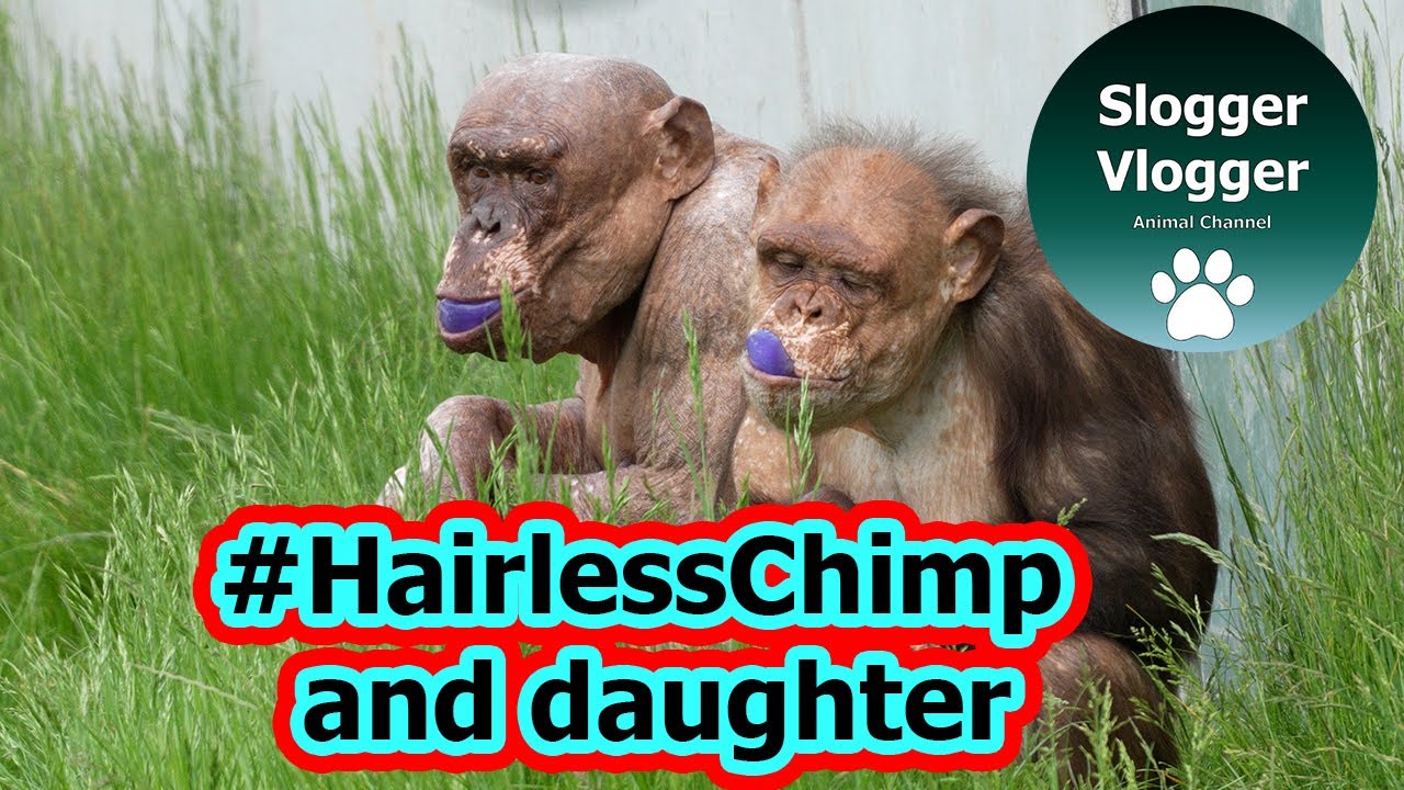 Hairless Chimp Jambo And Family Cooling Down With Some Ice - YouTube