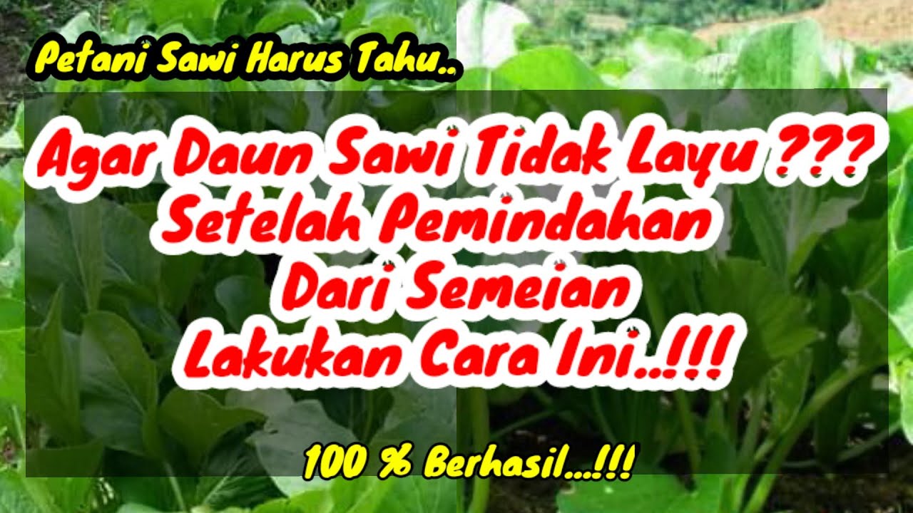 Cara agar tanaman sawi tidak layu pada saat pindah tanaman - YouTube