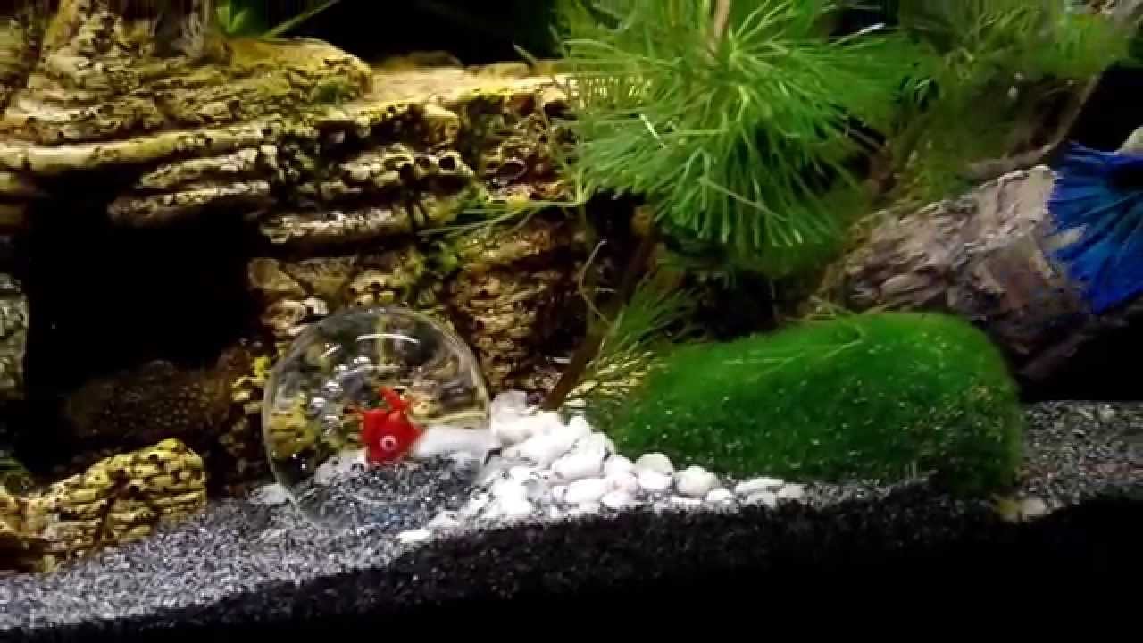 Community Freshwater Aquarium. 90 Liters / 24 Gallons Tank - YouTube