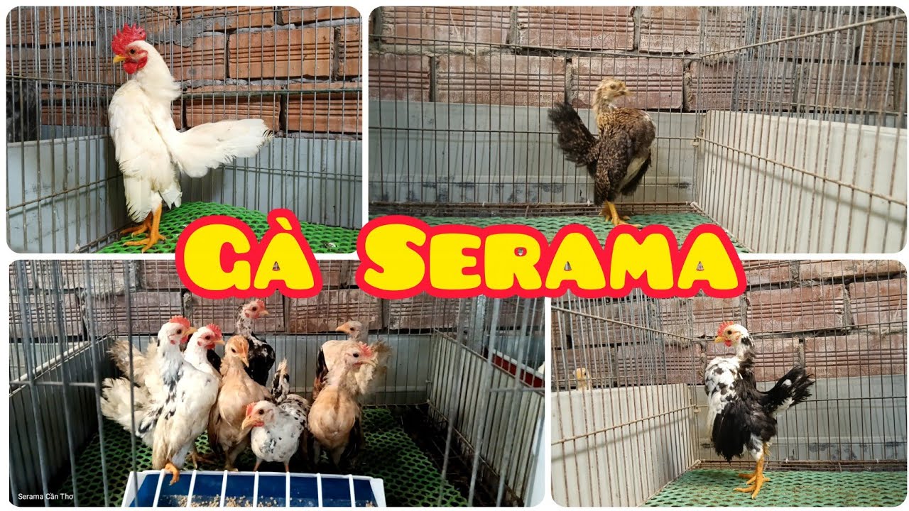 Gà Serama đẹp 27/ 09 | Trại gà Serama Cần Thơ. - YouTube