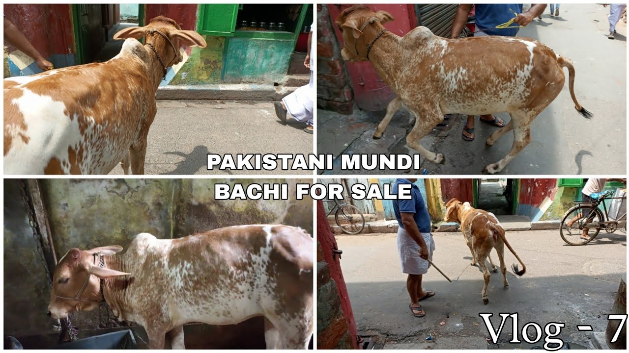 MOST BEAUTIFUL PAKISTANI PRINTED MUNDI BACHI FOR SALE FOR 2025 ...