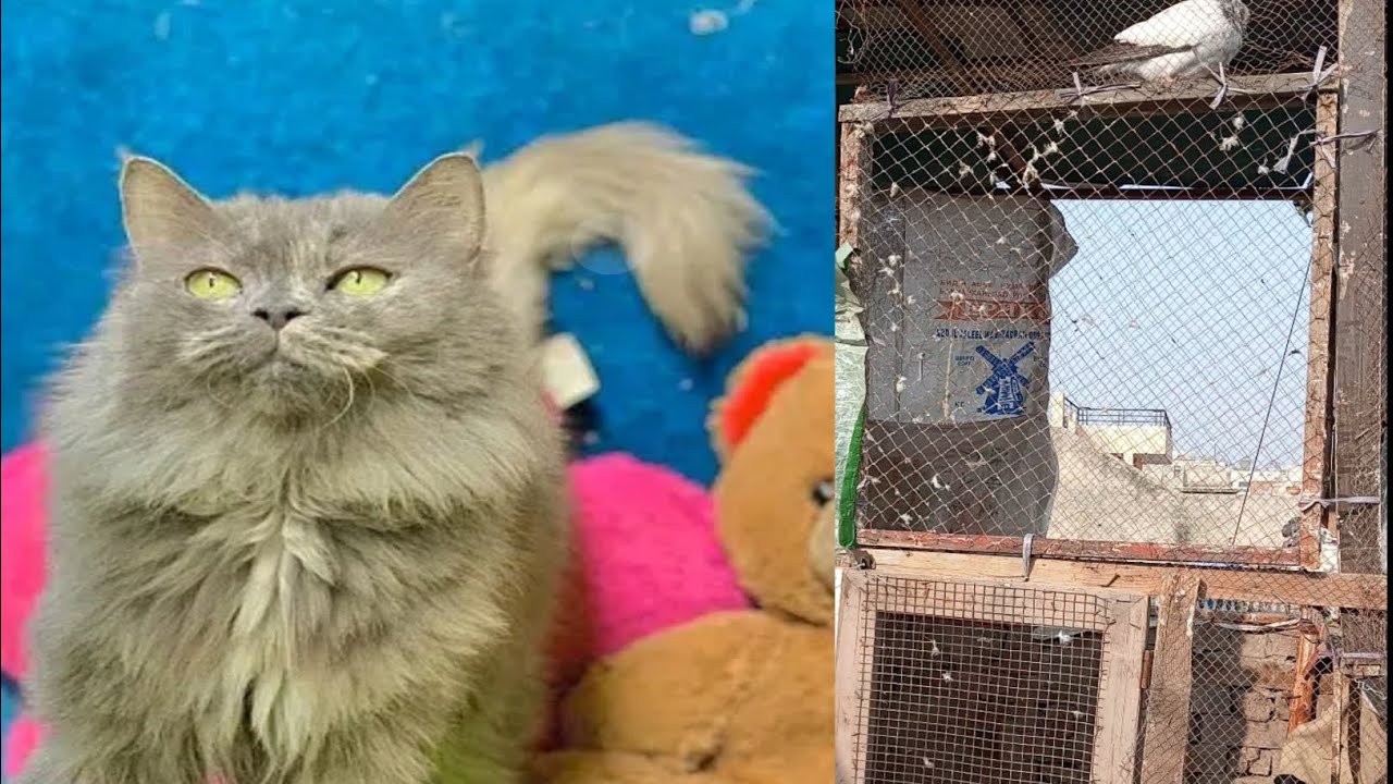 , raat ko cat cage mein ghus gai - YouTube