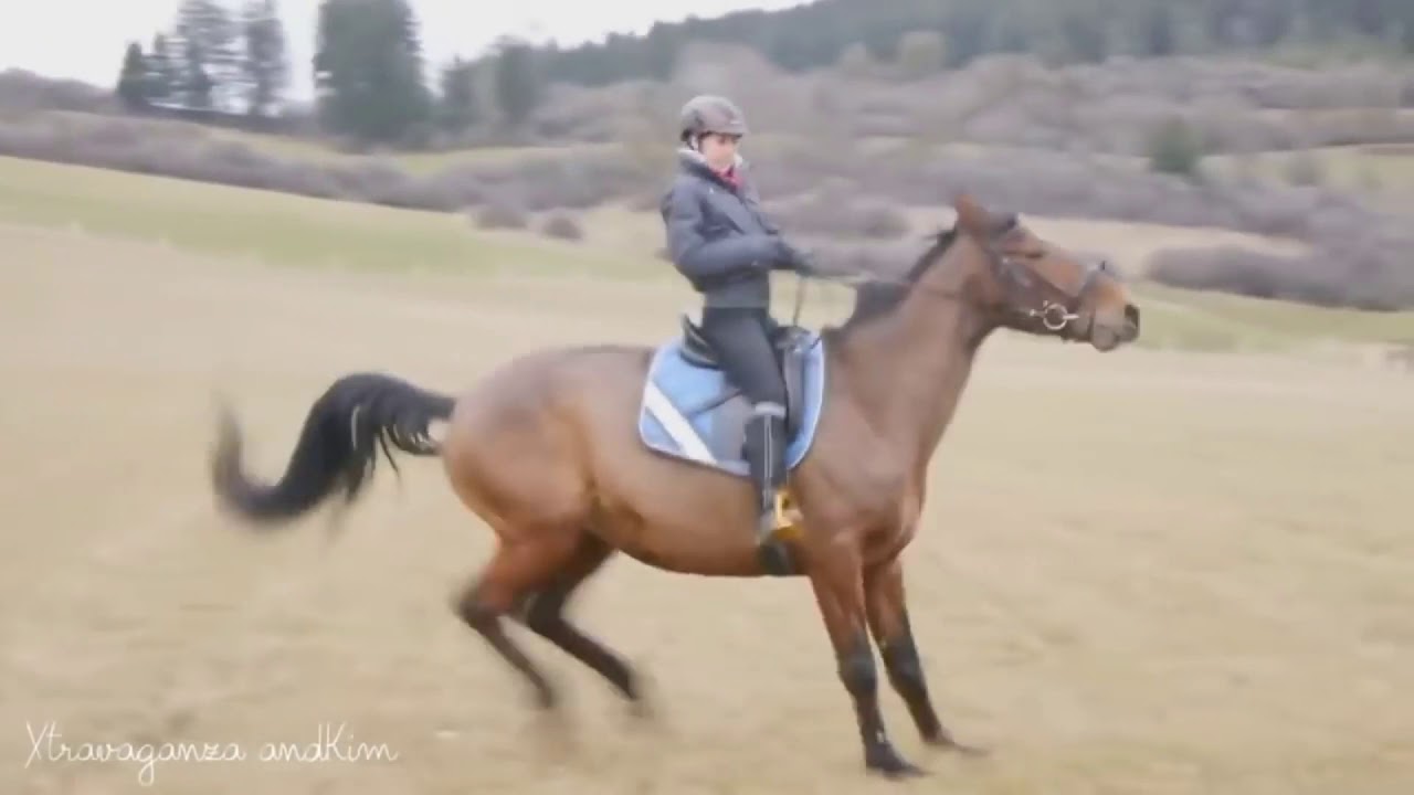 Equestrian Hard Knock life. - YouTube