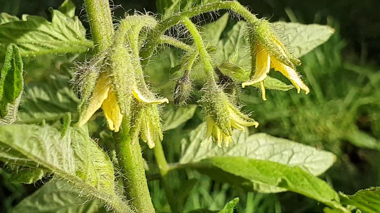 Will These Tomato Set Fruit In Midwinter Melbourne? - YouTube