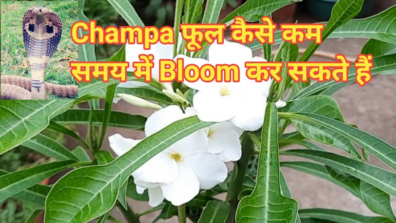 How to get blooming faster of Nag Champa Flowers // Nag Champa care in ...