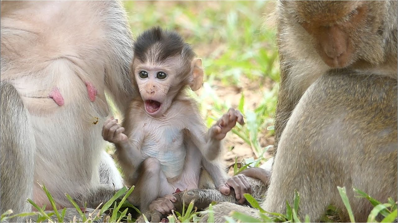 Oh Hoo! How Beautiful Baby Monkey Mariel? She Can Steal My Heart ...