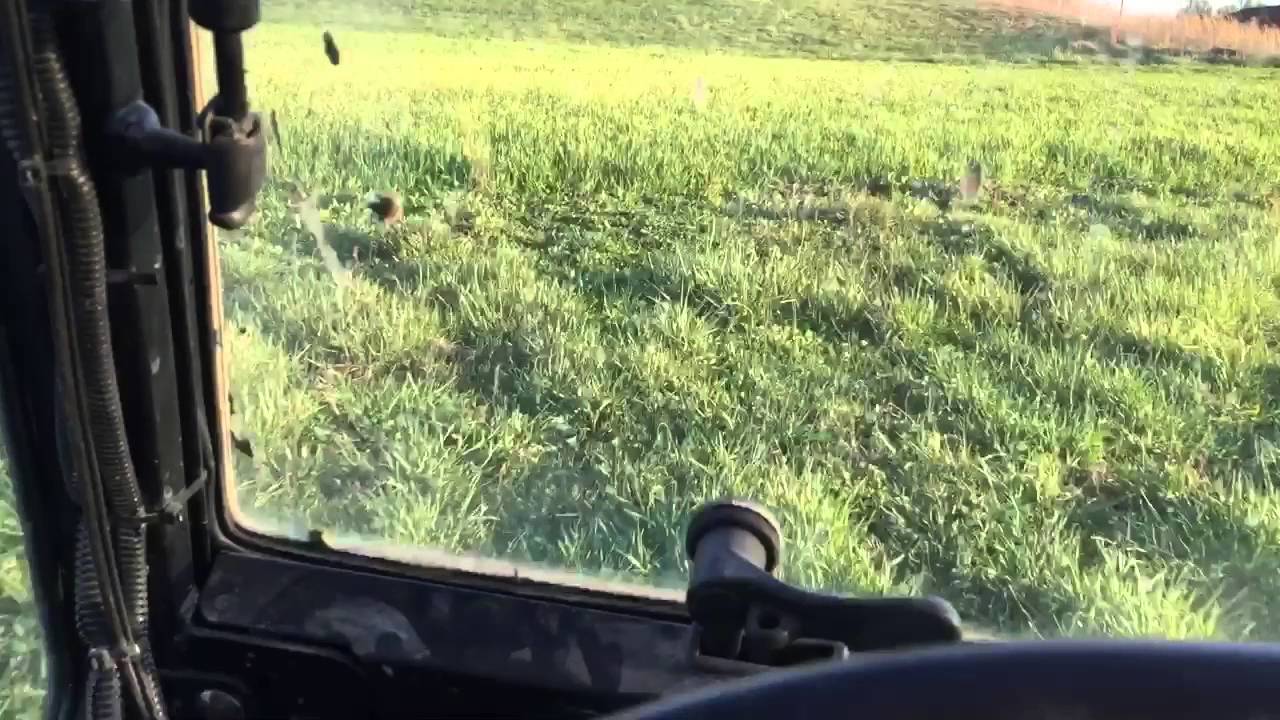 Checking on the reseeded hay fields - YouTube