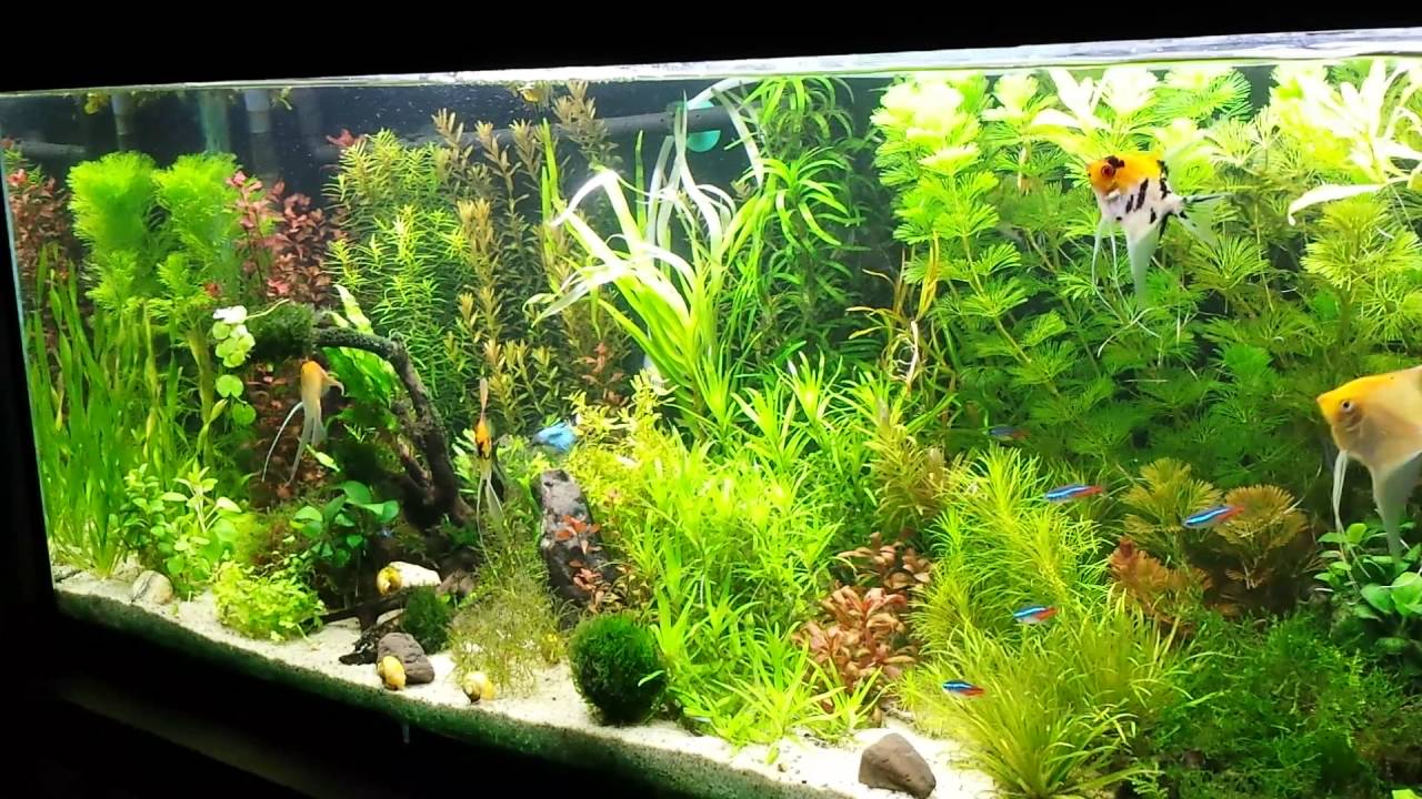 Acvariu plantat 24.05.2016 - YouTube