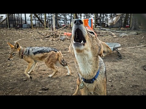 African jackals and coyotes howling together