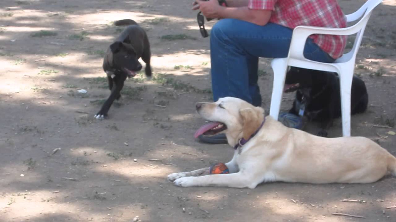 Max at the Dog Park - YouTube