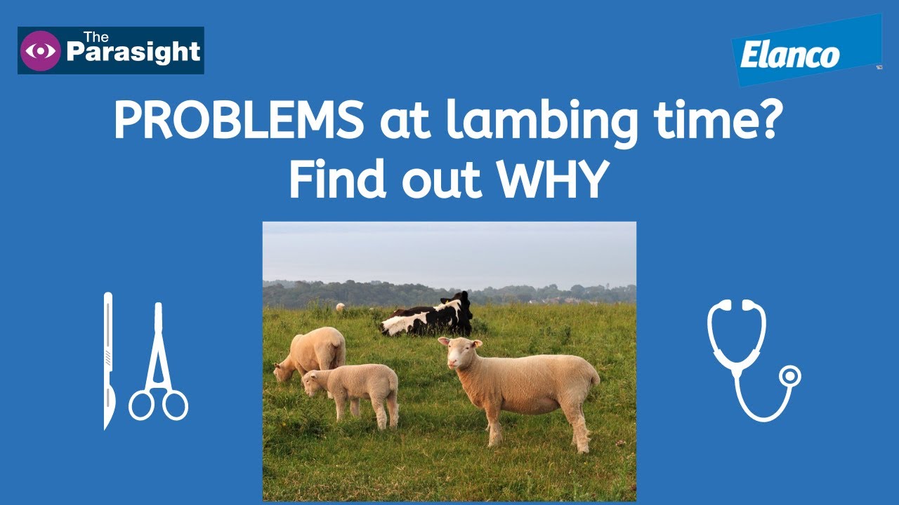 Why do sheep die at lambing time? (and some cow health problems) - YouTube