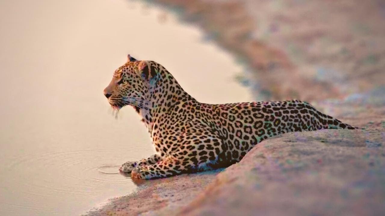 Watika the Famous Leopard - YouTube