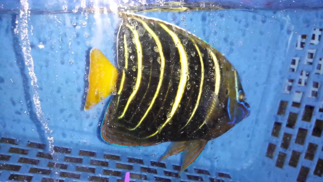 Chrysurus Angel $349 - Africa - YouTube