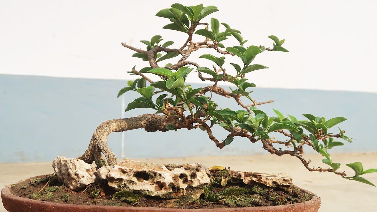 Showcasing a Premna Microphylla Bonsai | Bonsai ideas - YouTube
